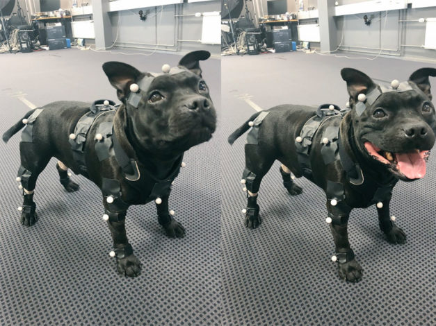 Remedy Entertainment Posts Photo of Uuno the Dog in Mocap Suit - The ...