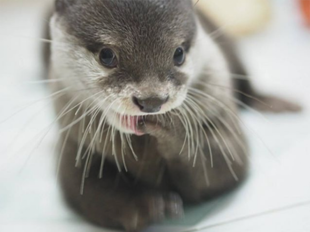Instapets with More Likes Than You: Otter Edition - The Pop Insider